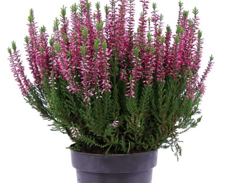 Descubre la belleza de las damas elegantes: Calluna, la planta perfecta ...