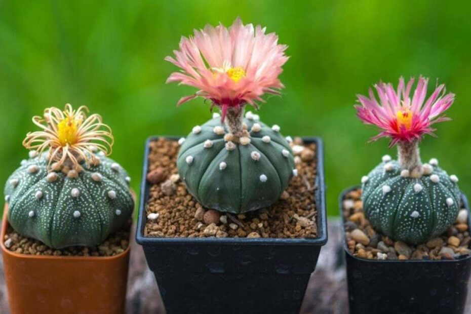 Descubre la belleza de los cactus pequeños: guía completa para ...