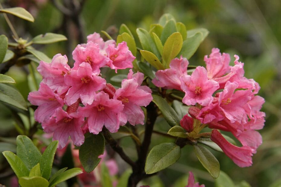 Fascinante: Descubre todo sobre el rododendro rojo y cómo cuidarlo ...
