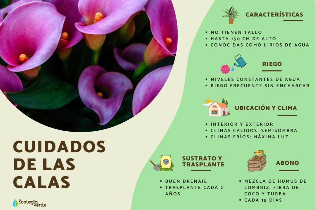 Guía completa sobre el cultivo y cuidado de los bulbos de calas: todo ...
