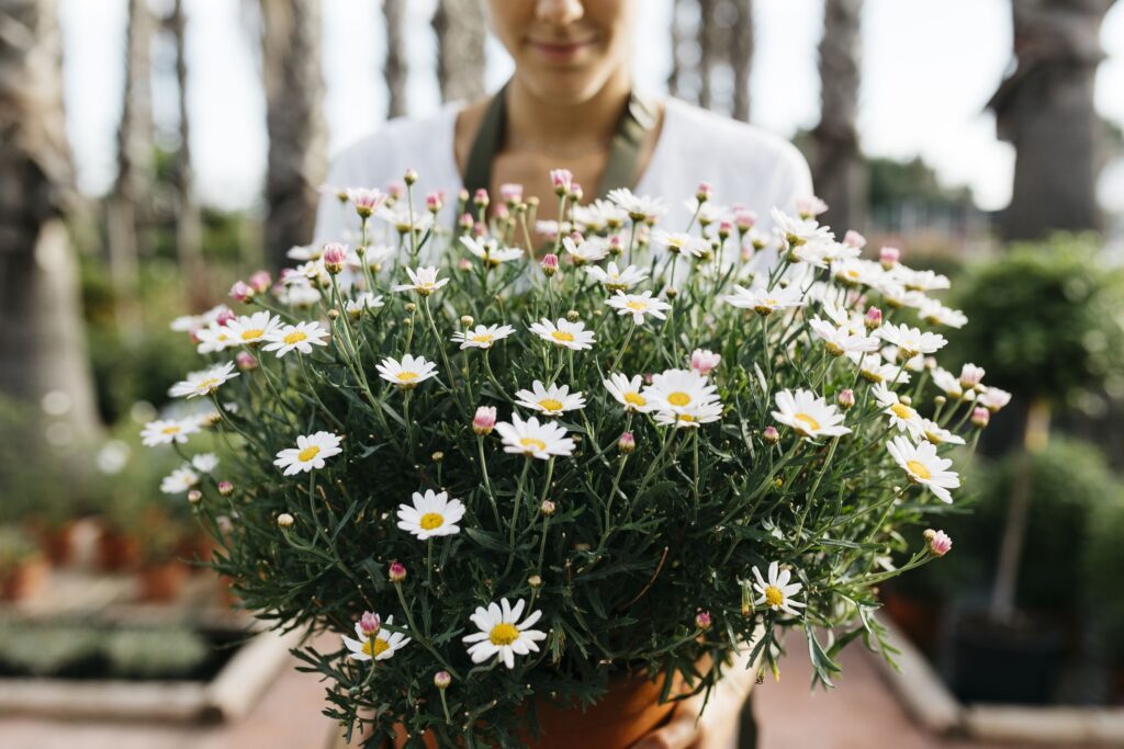 Guía para Comprar Margaritas: Consejos, Cuidados y Variedades - Jardin ...