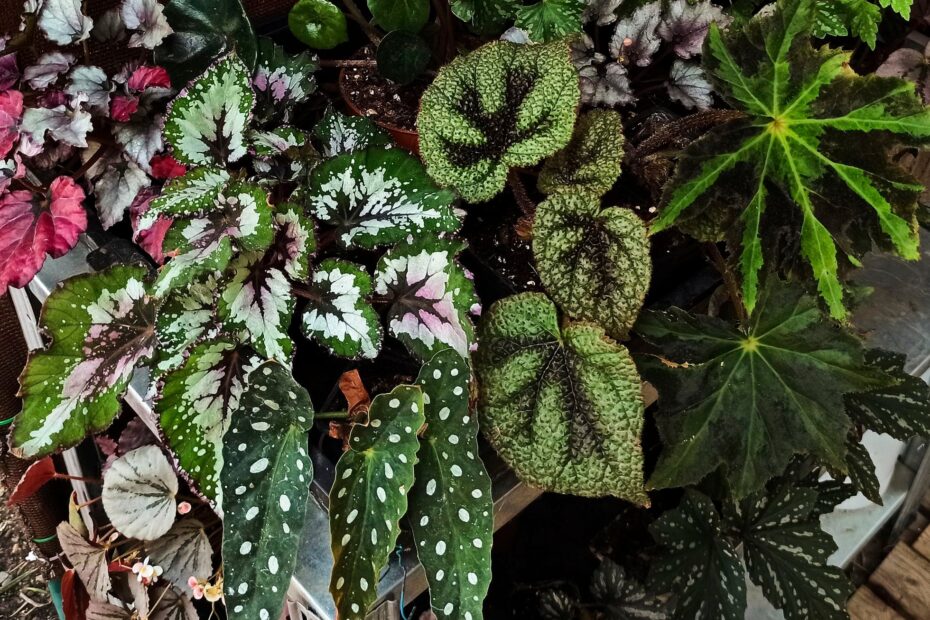Descubre las Variedades más Fascinantes de Begonias Rex para tu Jardín ...