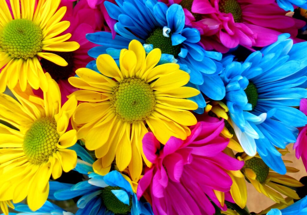 Explorando la Belleza de los Colores de Margaritas: Todo lo que Debes ...