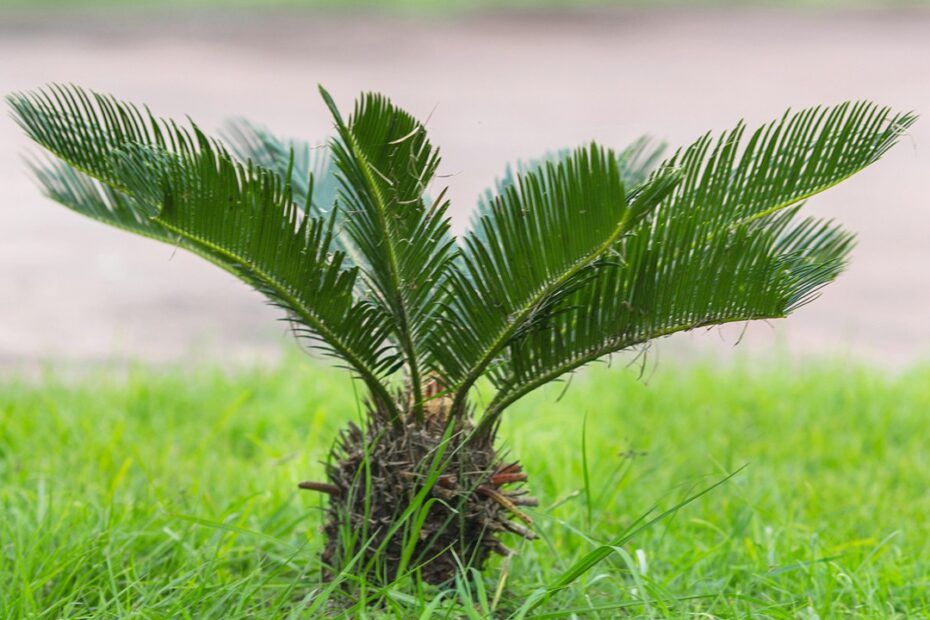 Guía completa de cuidados en maceta para la Cyca Revoluta: ¡Mantén tu ...