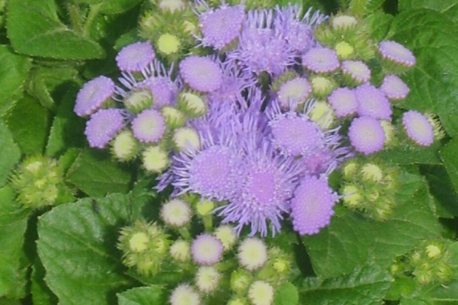 Guía completa de cuidados para tu Ageratum: consejos y recomendaciones ...
