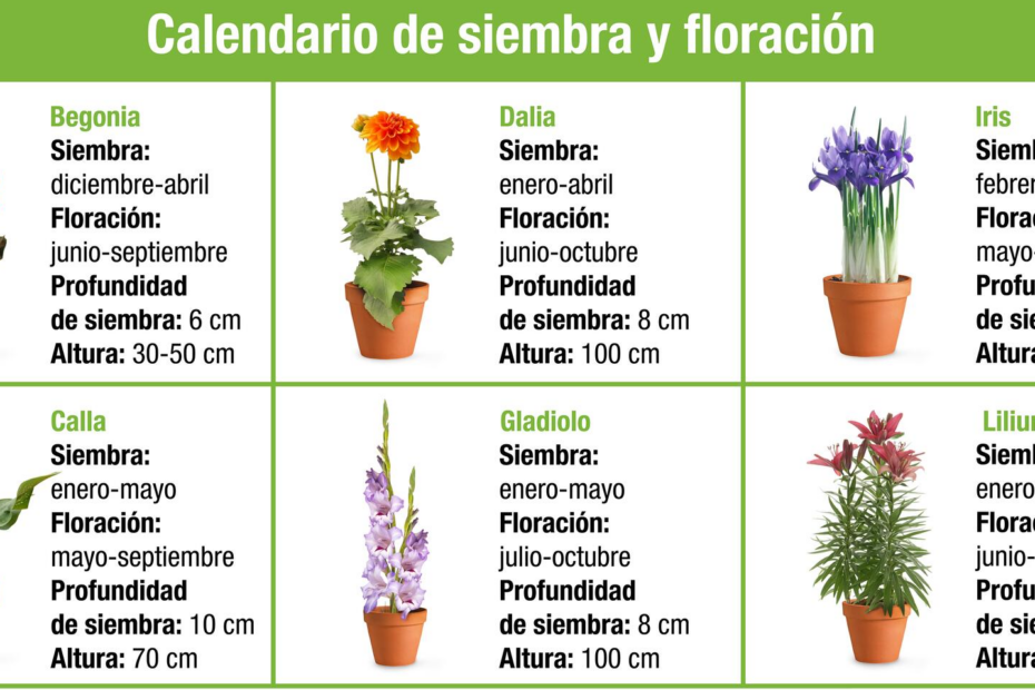 Ejemplos De Plantas Anuales